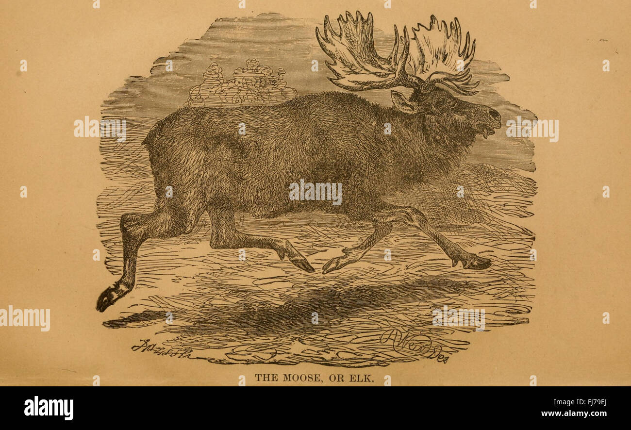 Natural History of Western Wild Animals, Plate III, providing detailed ...