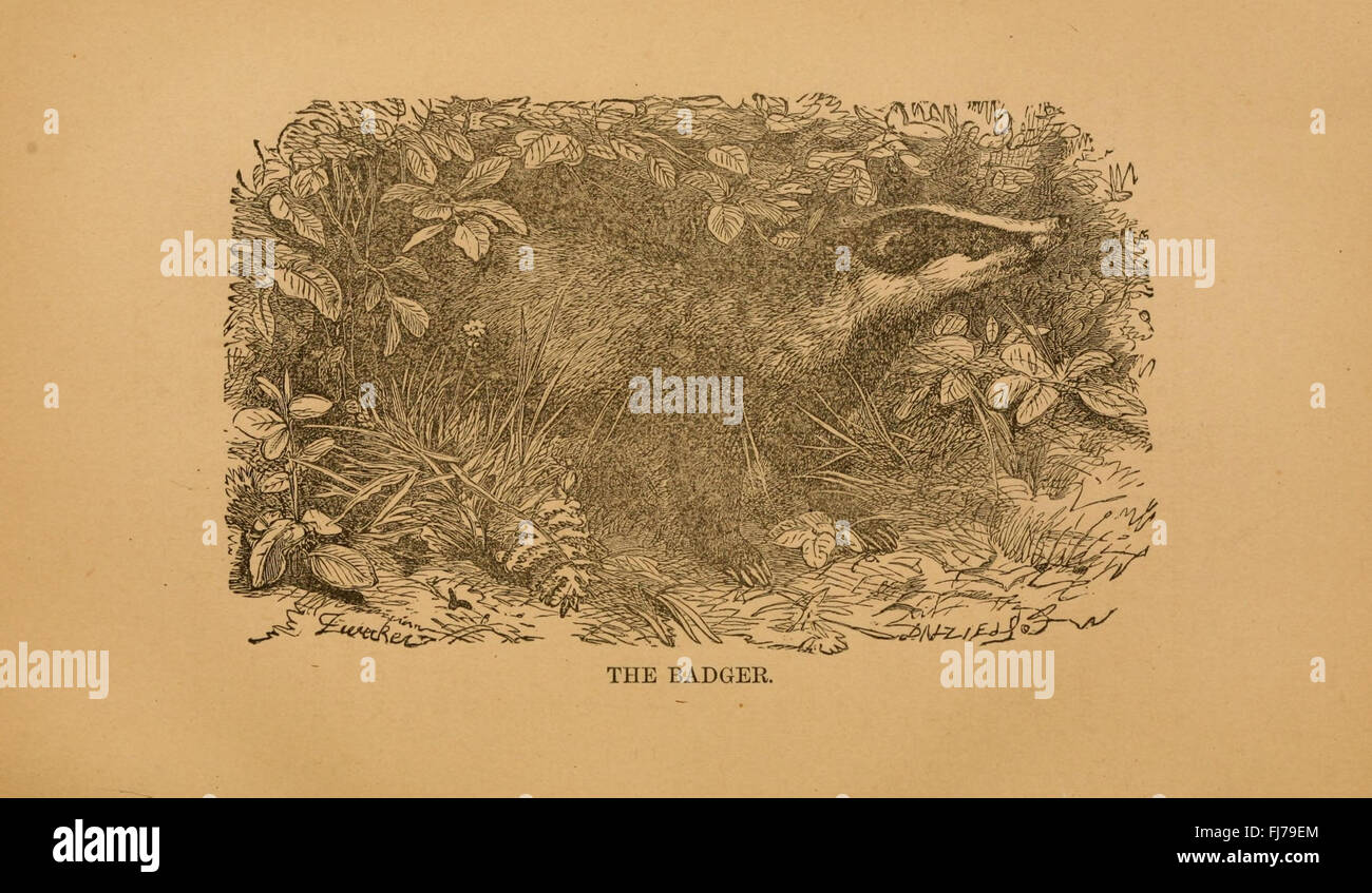 A comprehensive guide to the natural history of western North American ...