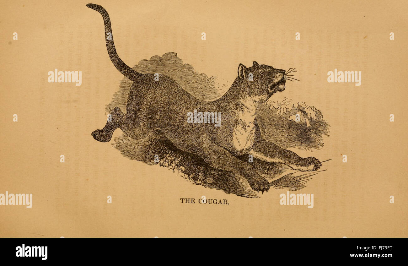 A comprehensive guide to the wild animals of the western United States ...