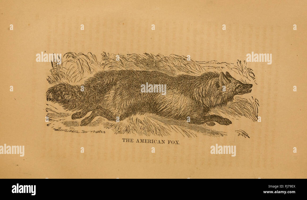 A comprehensive guide to the wild animals of the western United States ...
