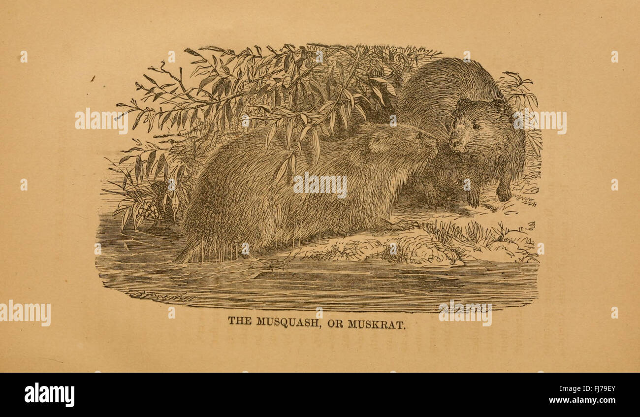 The Natural History of Western Wild Animals: A guide for hunters and ...