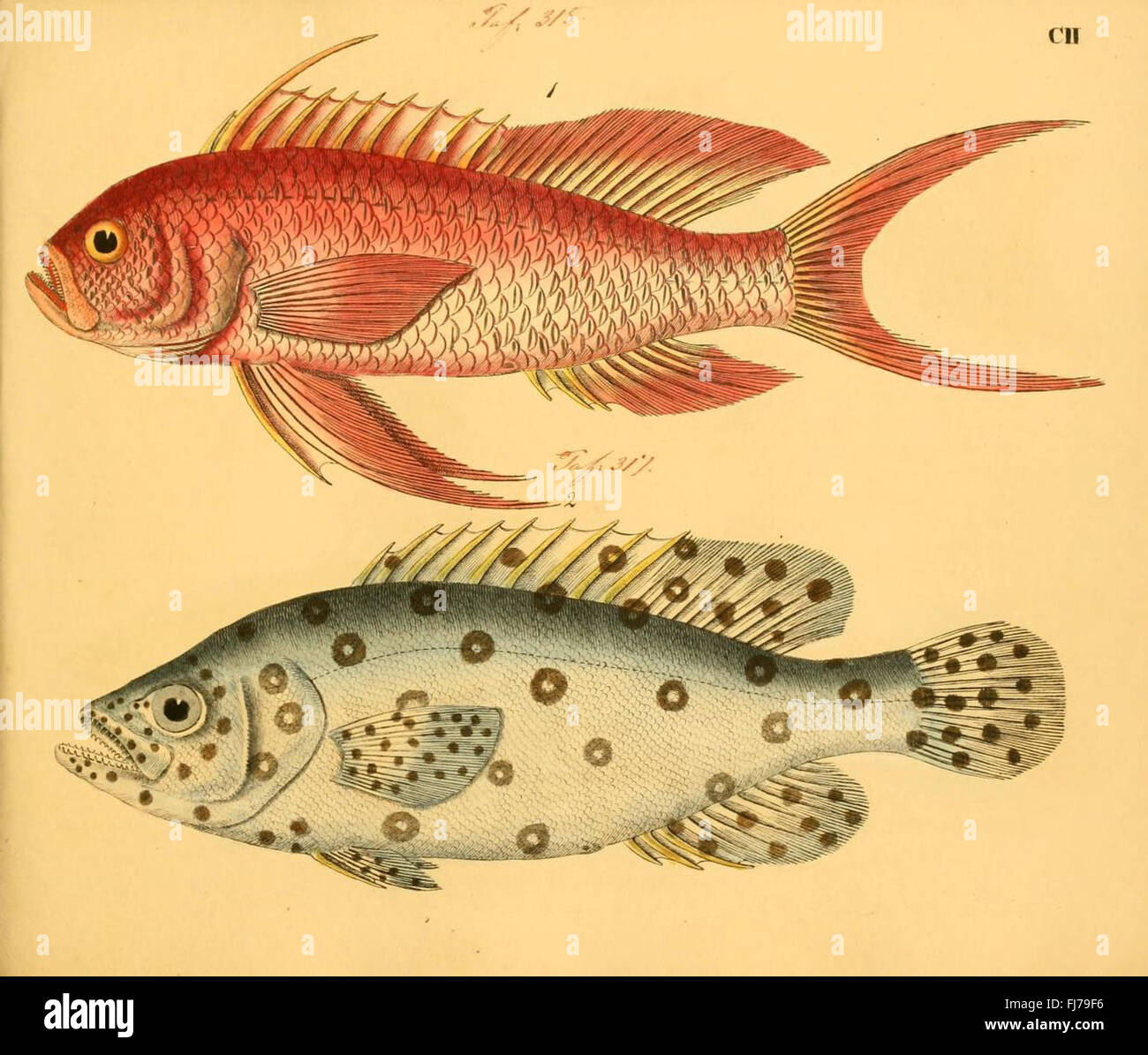 A visual guide to the natural history of fish Stock Photo - Alamy