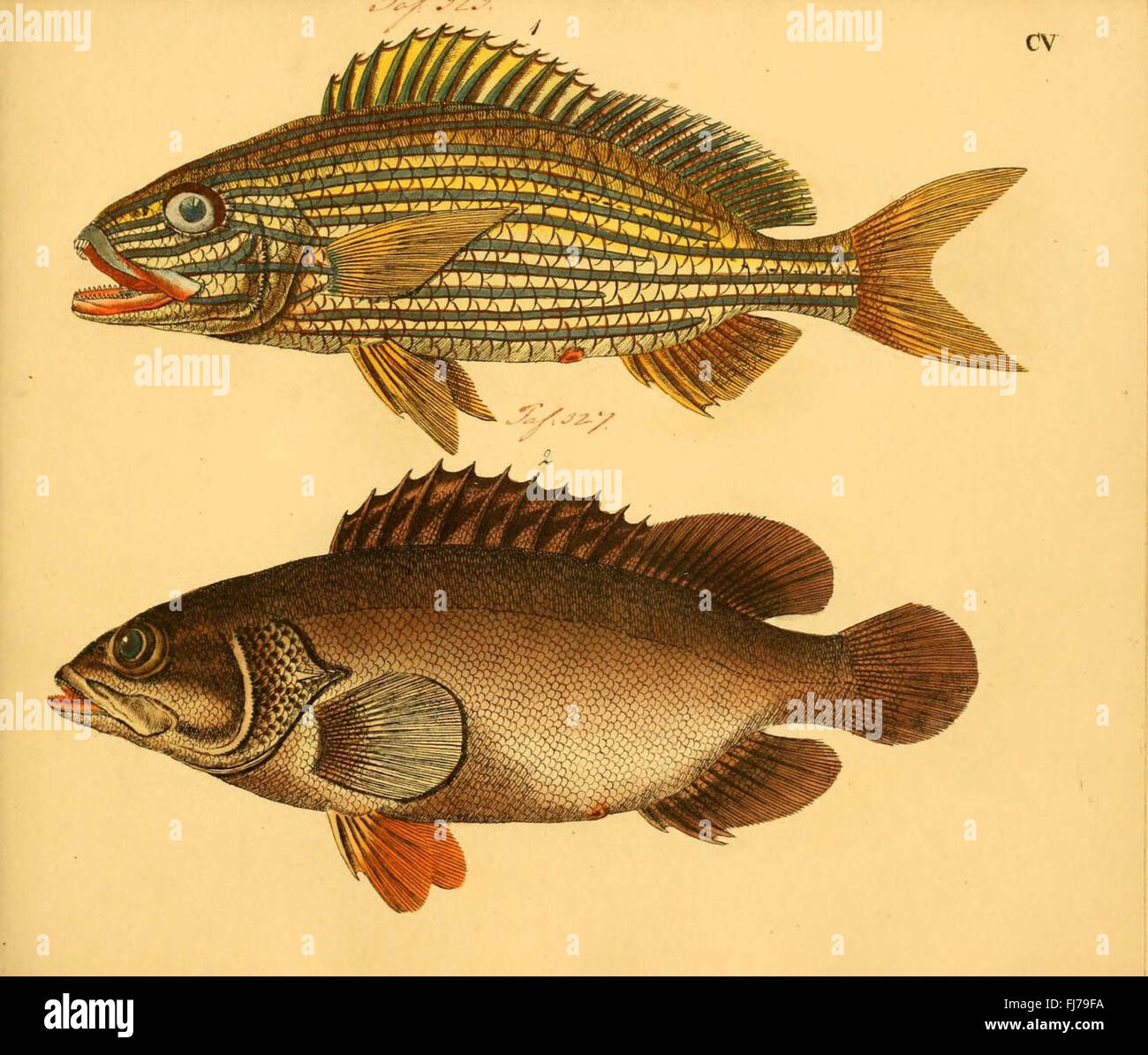 An illustrated work on the natural history of fish, with accompanying ...