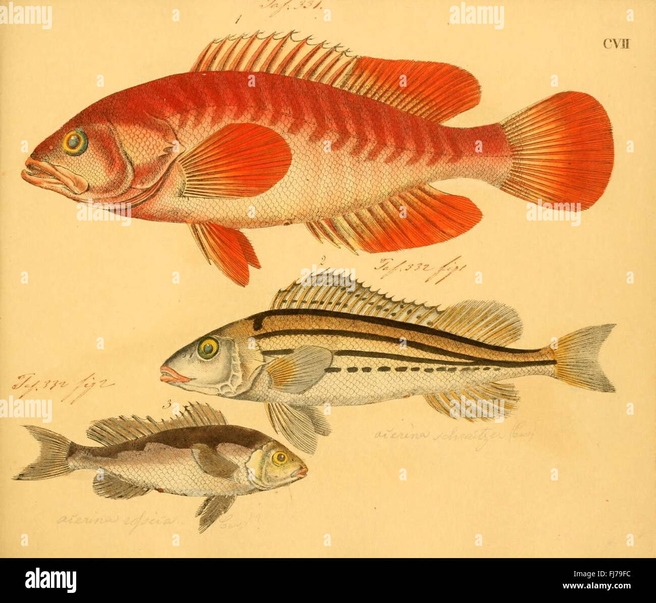 A visual depiction of fish species, accompanied by explanatory text ...