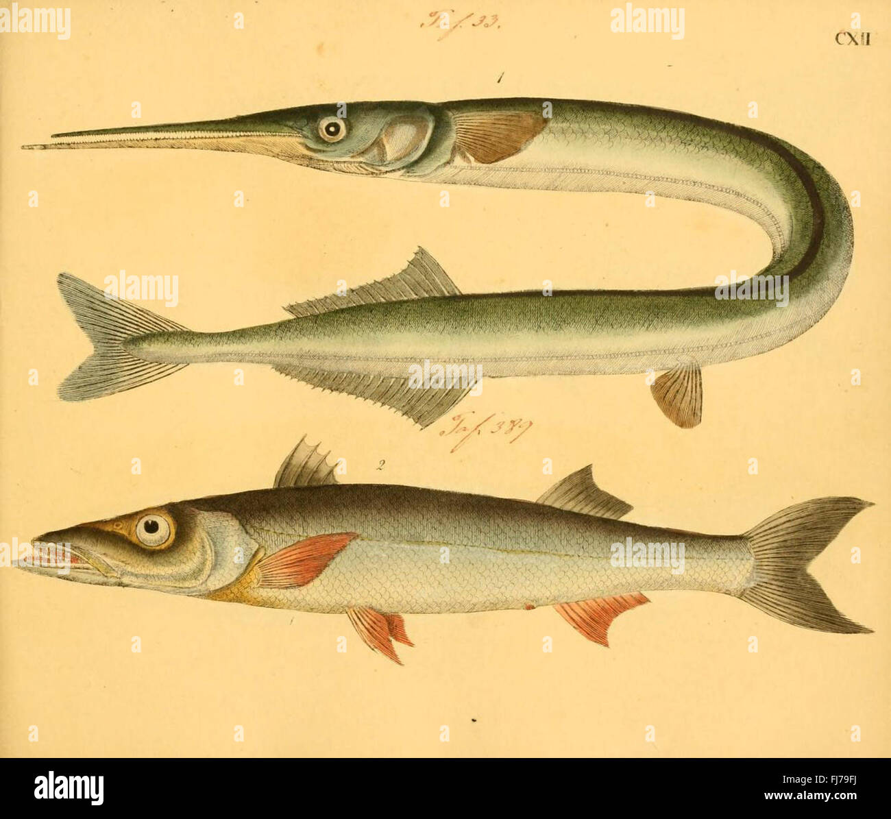 An illustrated natural history work featuring fish species, providing ...