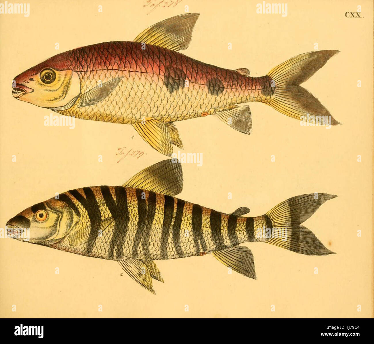 Fishes, zoological illustrations, fish species, marine life, aquatic ...