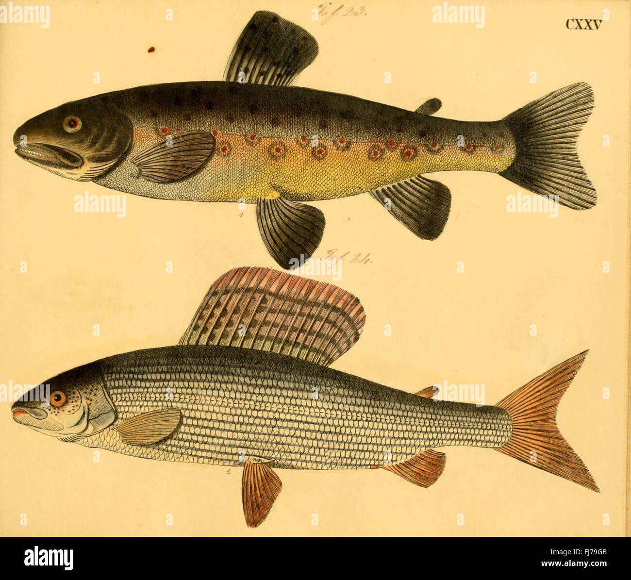 Various fish species illustrated hi-res stock photography and images ...