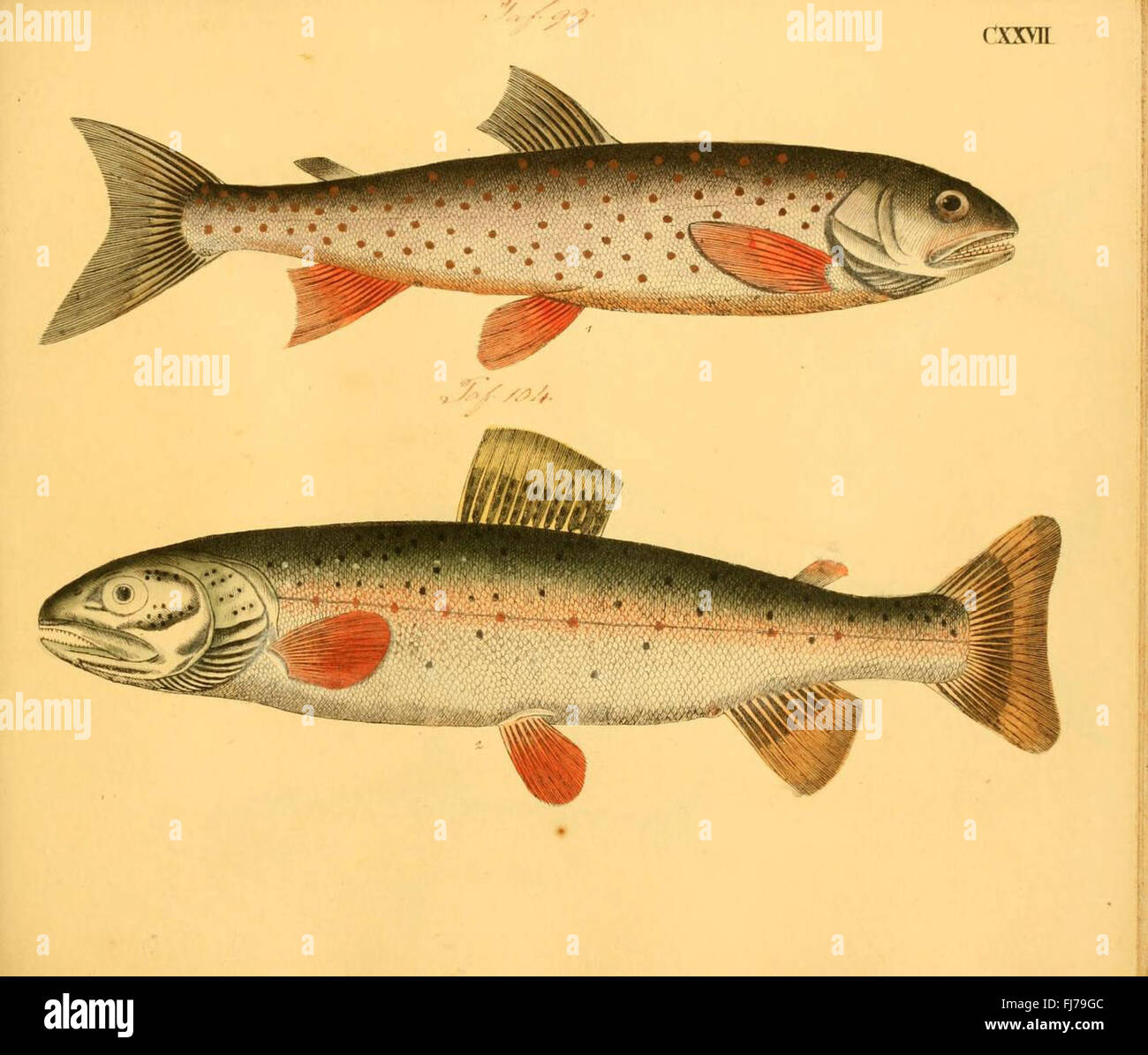 Fishes, pictorial works, ichthyology, fish species, aquatic life, fish ...