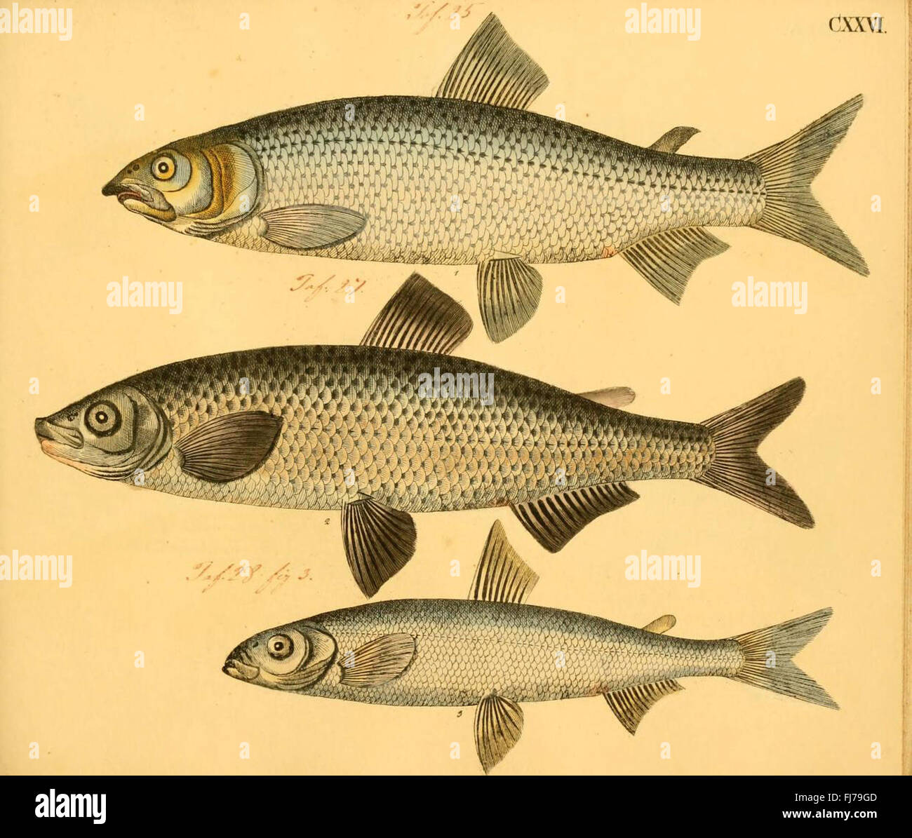 A work on the natural history of fish, with detailed illustrations and ...