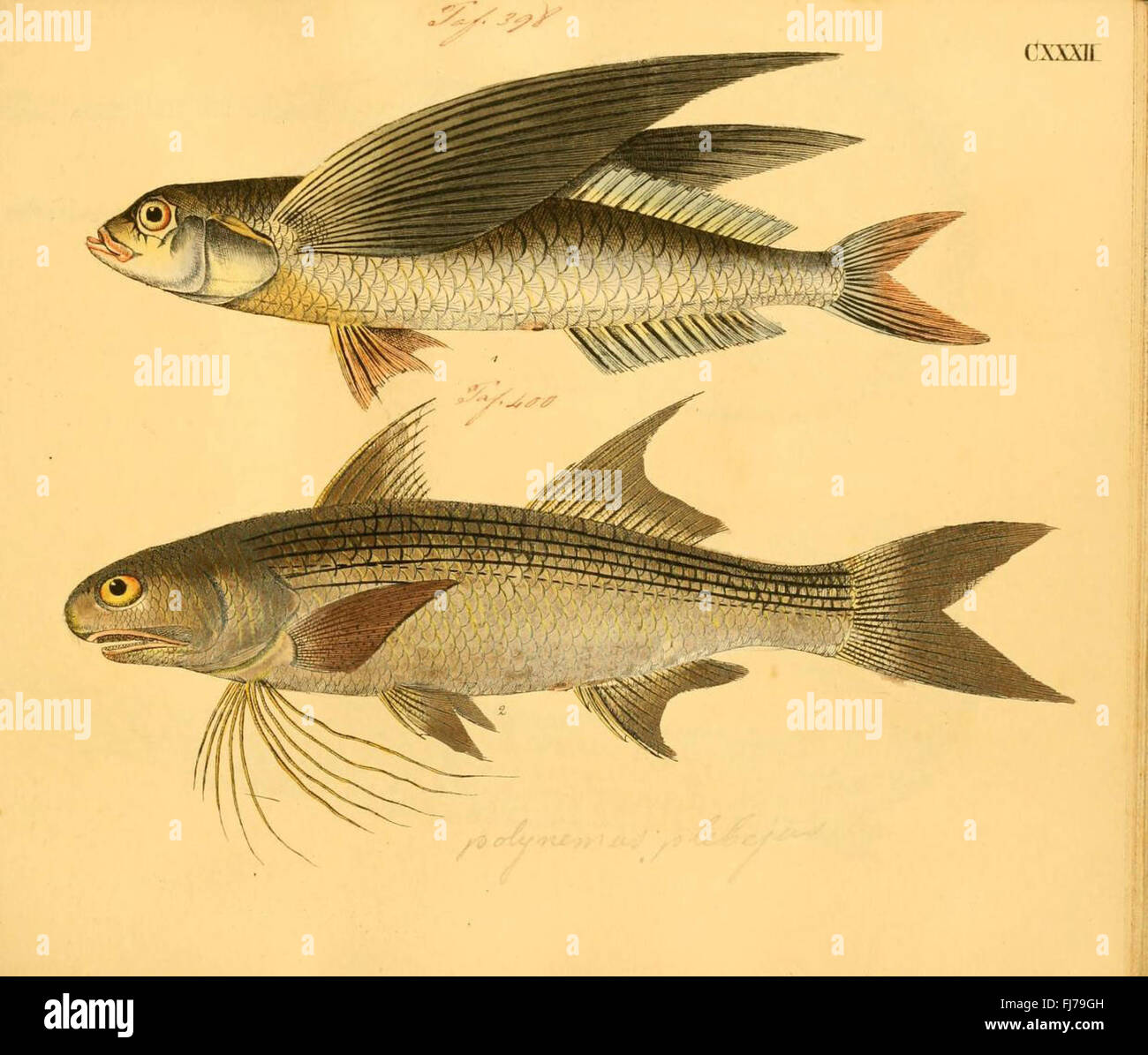 An illustrated natural history of fishes, providing a visual guide to ...