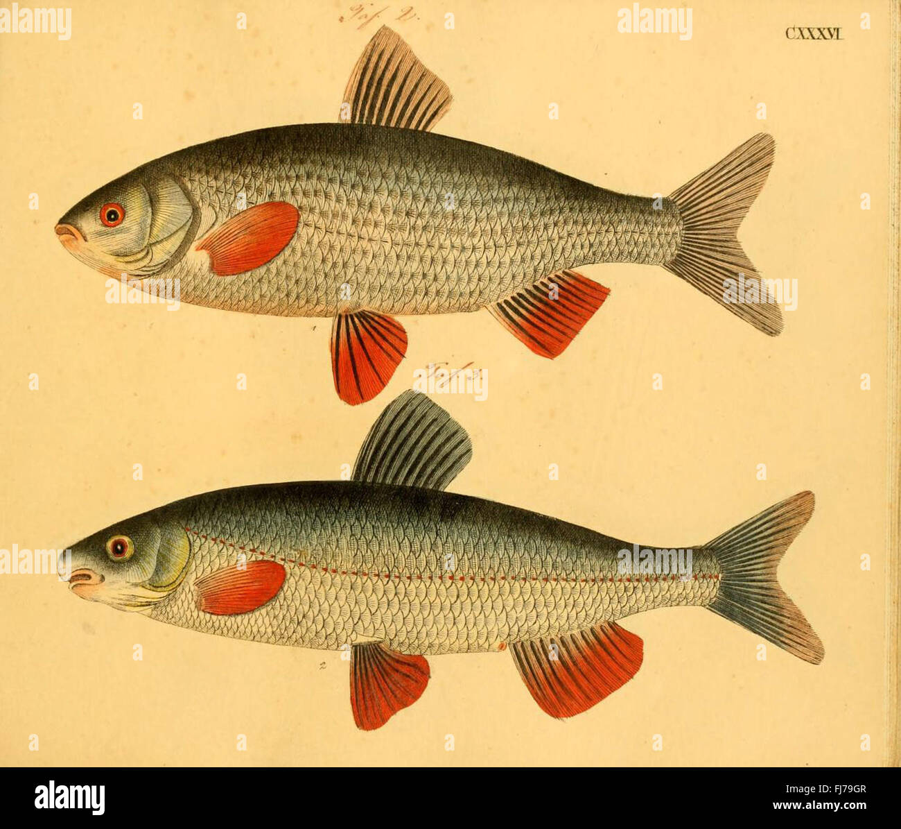 A pictorial work on the natural history of fish, with detailed ...