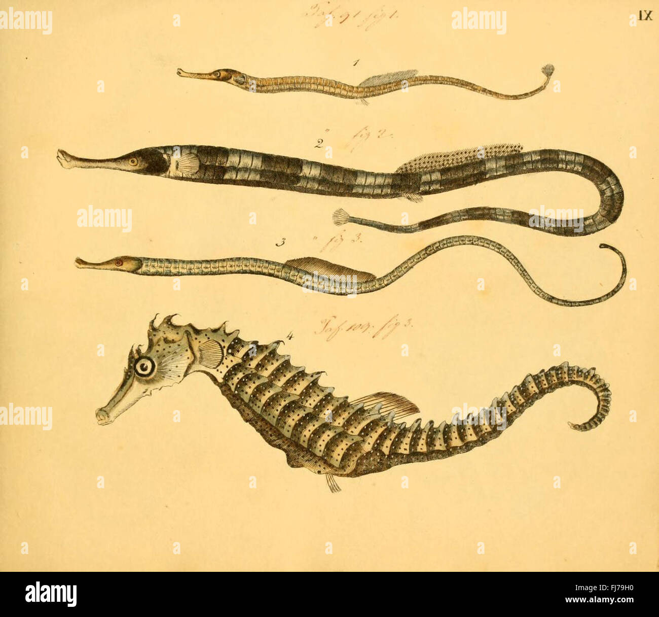 A visual and textual natural history work providing depictions and ...