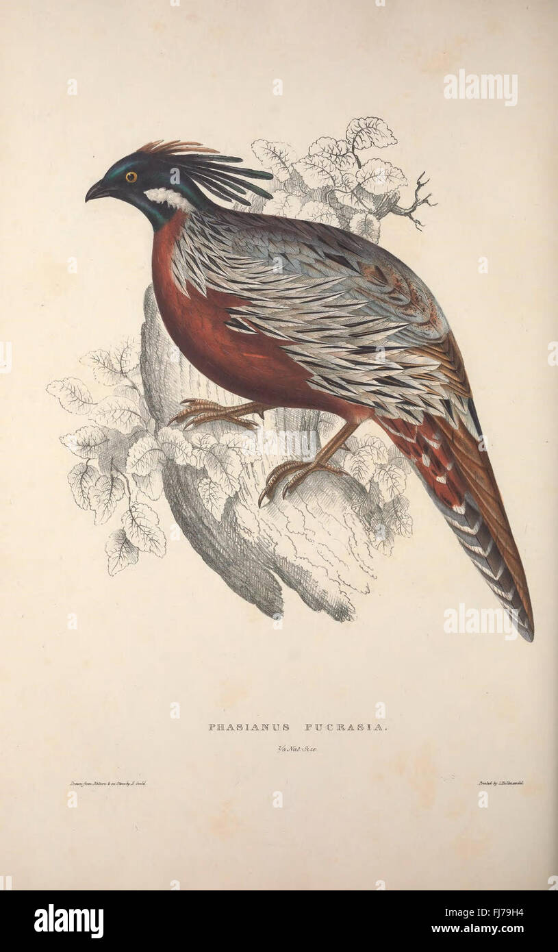 A century of birds from the Himalaya Mountains (TAB. LXIX Stock Photo ...