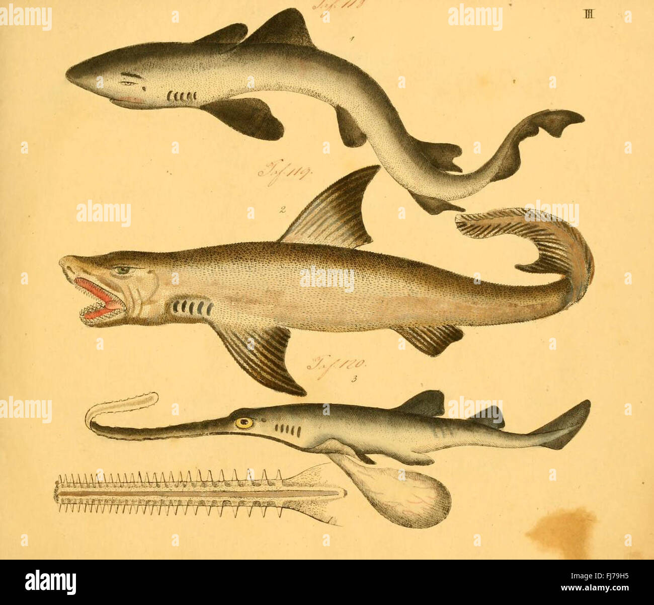 Illustrated natural history of fish species, focusing on aquatic life ...