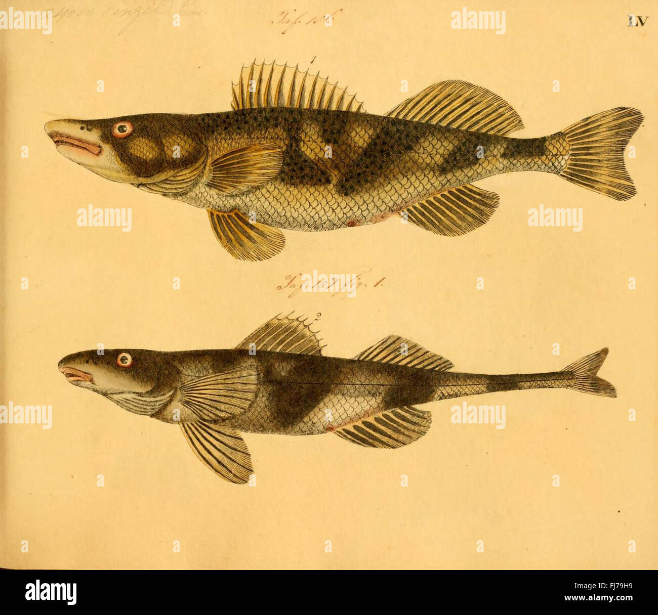A German-language work showcasing the natural history of fish species ...