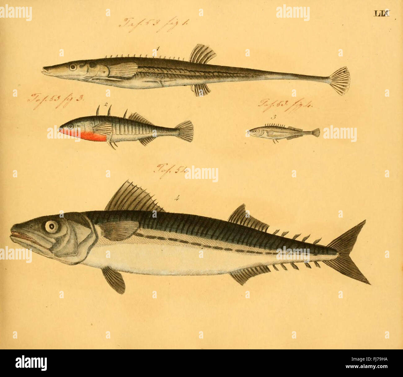 Detailed illustration of various fish species hi-res stock photography ...
