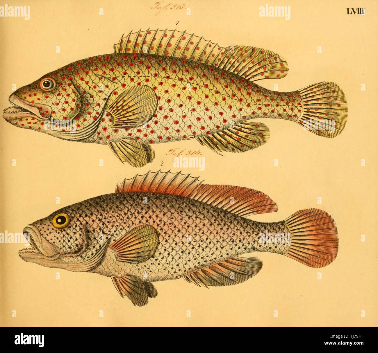 German natural history work featuring illustrations and descriptive ...