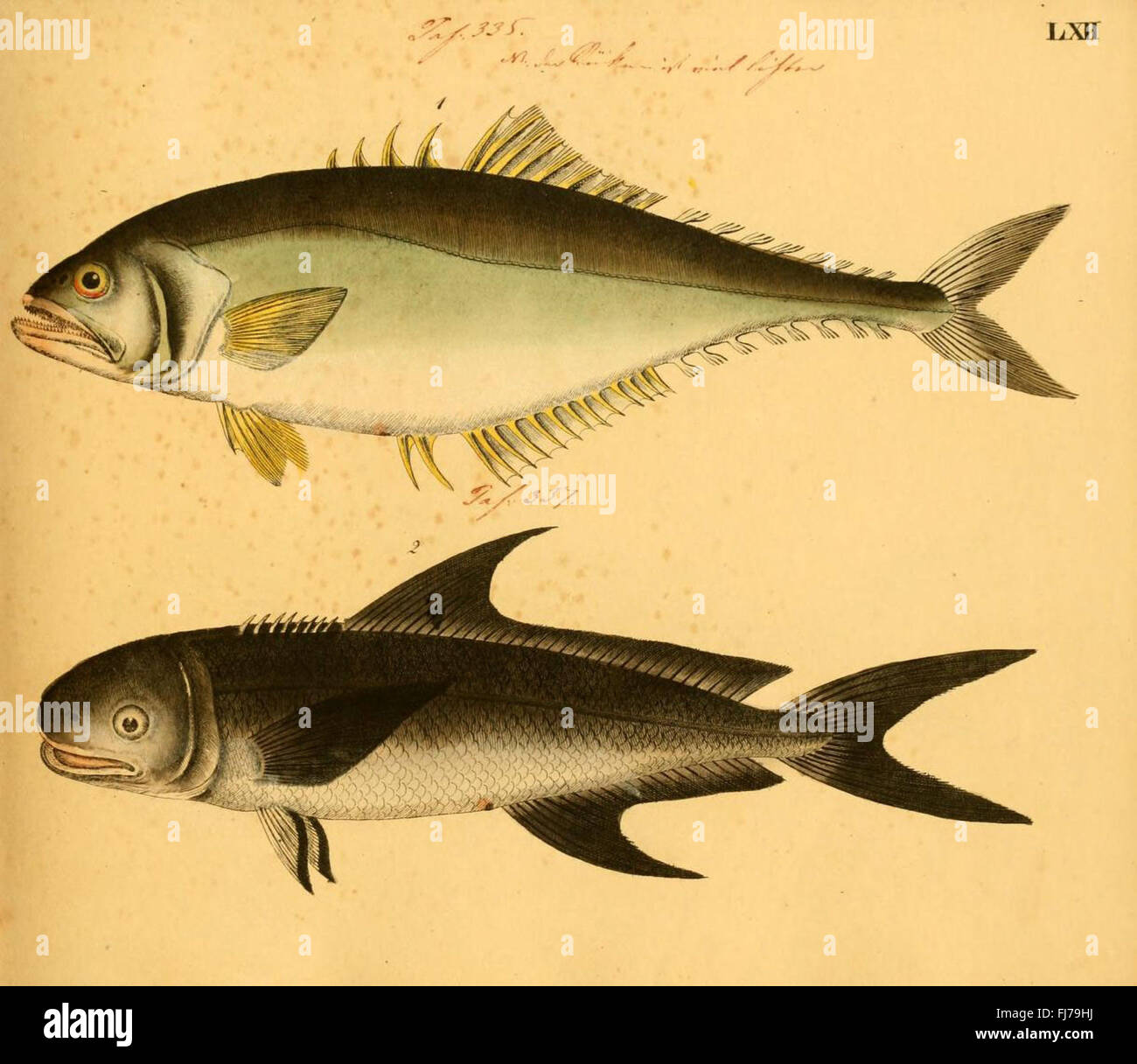 A pictorial history of fish species, with detailed explanations of ...