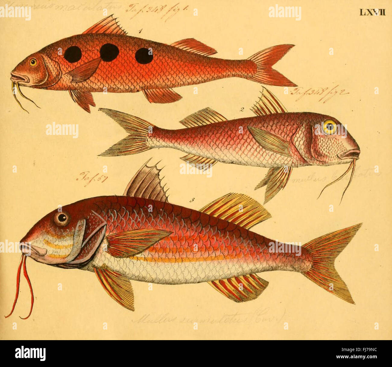 Illustrated natural history of fishes, with explanatory text ...