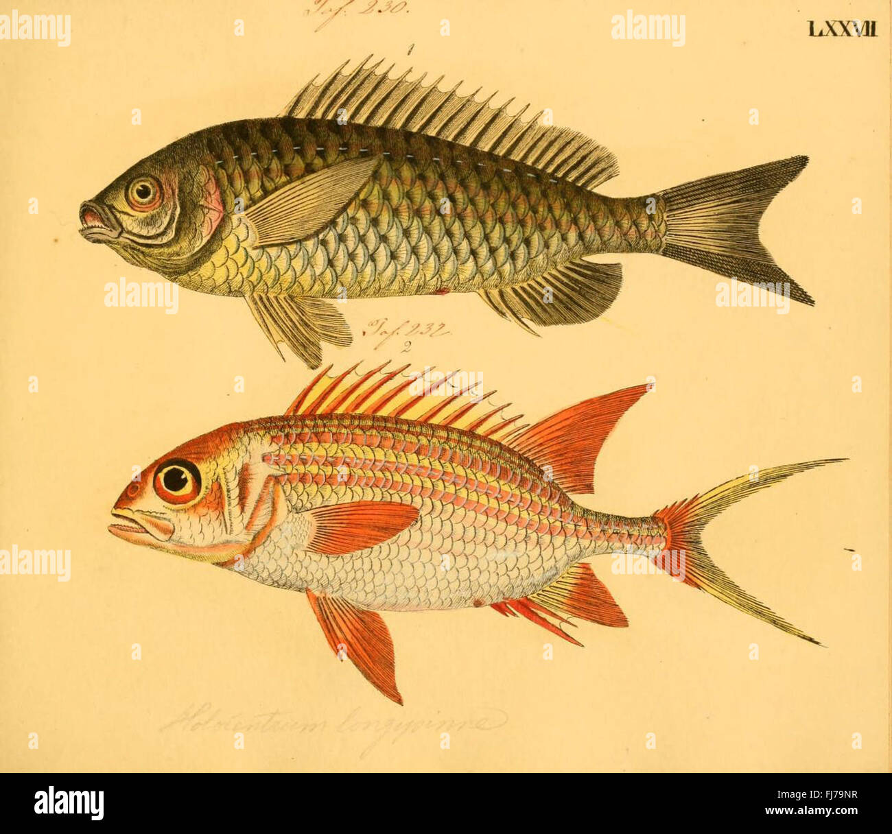 Illustrated work on fishes, providing a visual and textual exploration ...