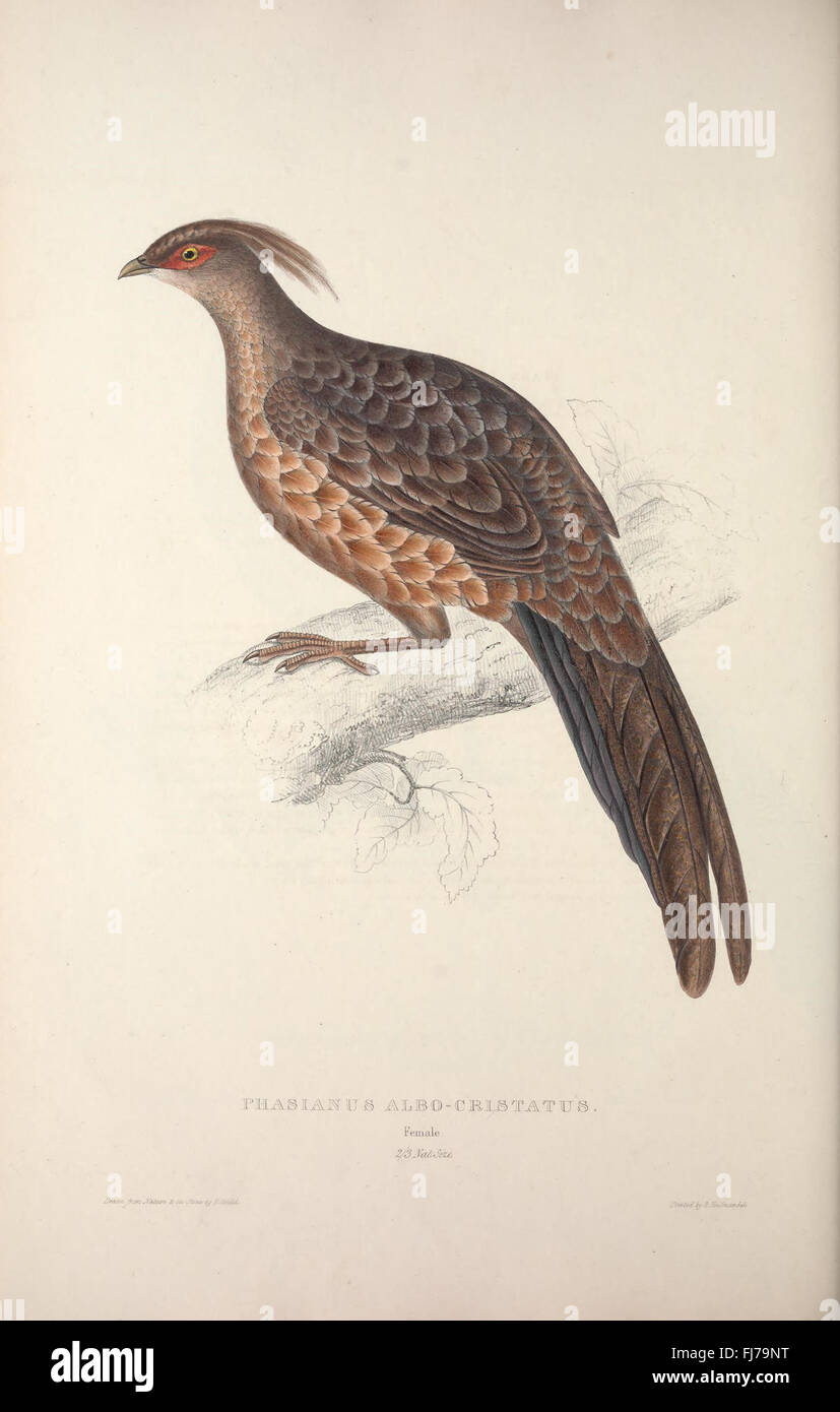 A century of birds from the Himalaya Mountains (TAB. LXVII), A century ...