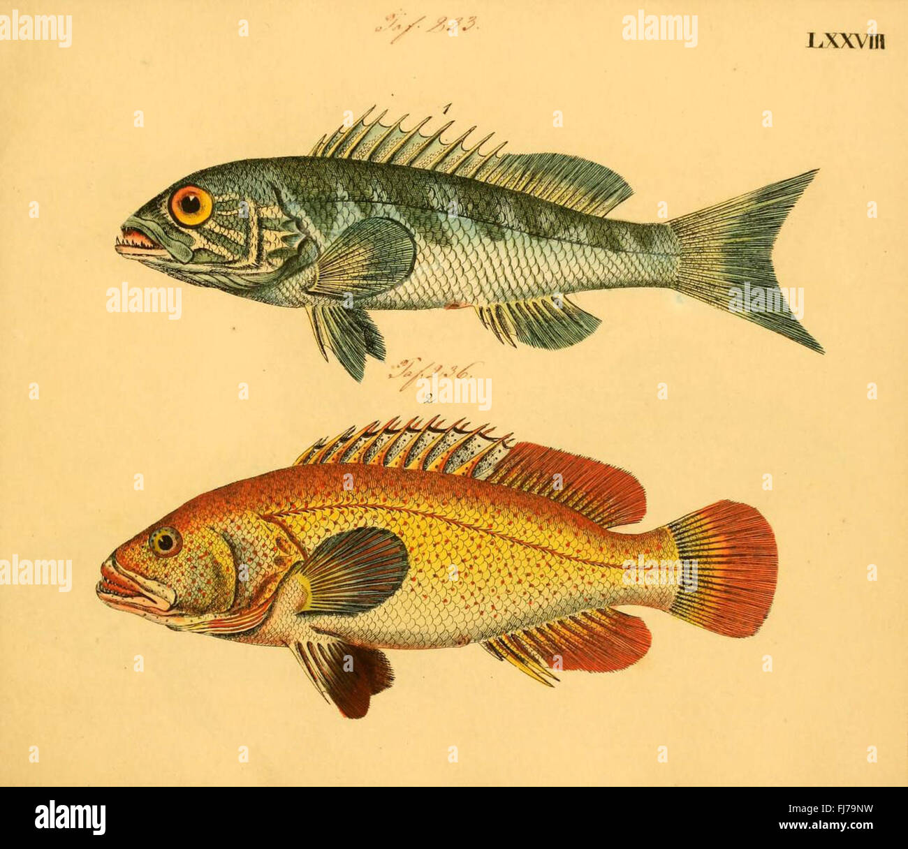 An illustrated natural history work focusing on fish species ...