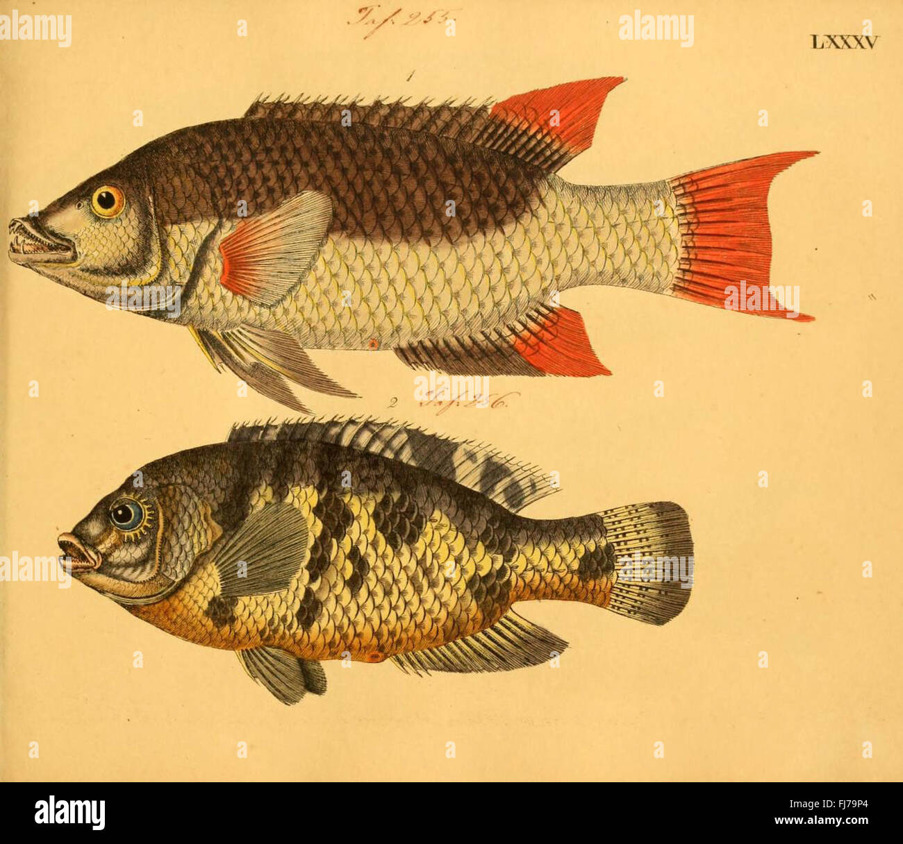 An illustrated natural history of fishes Stock Photo - Alamy