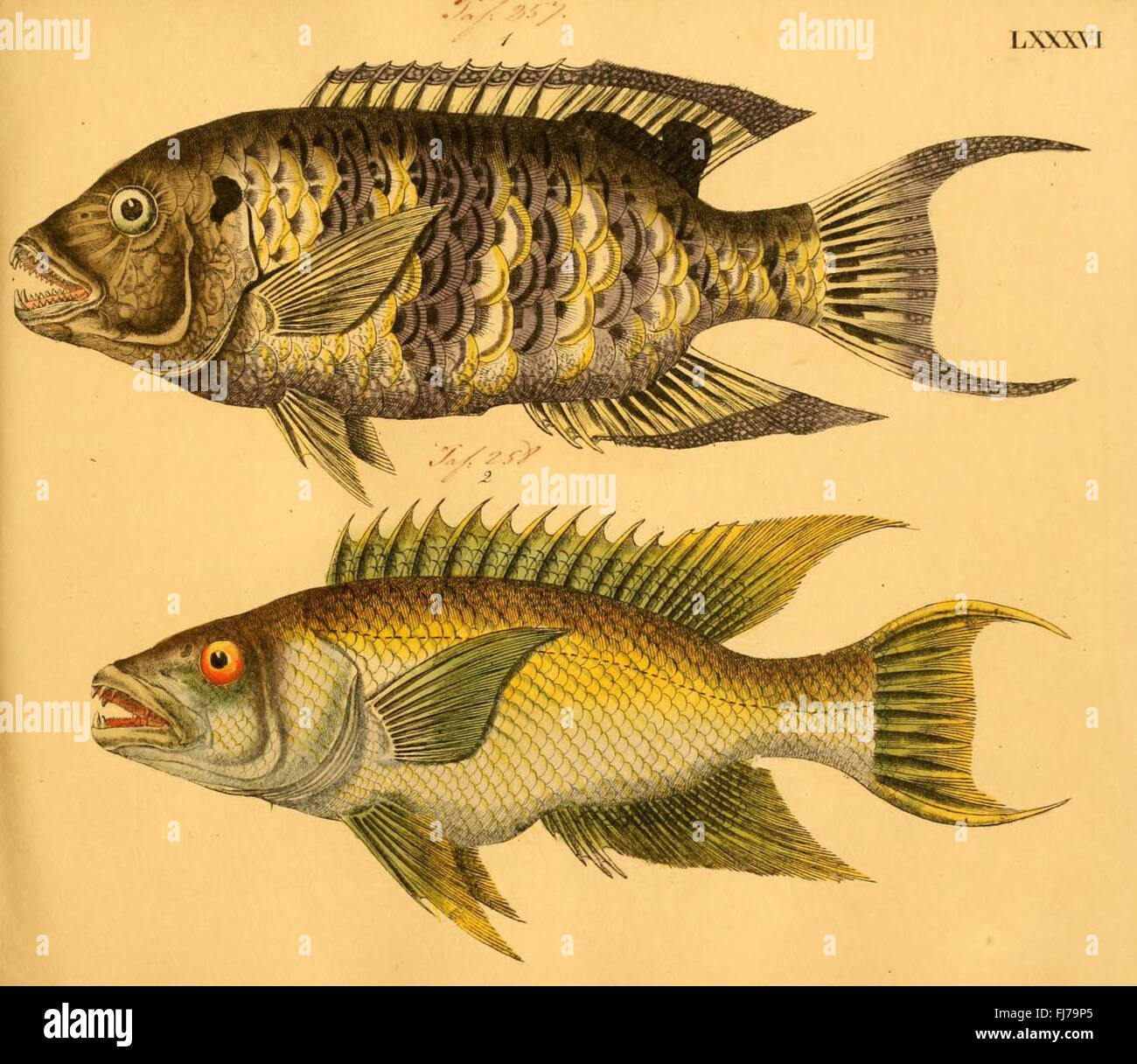 A pictorial work illustrating various fish species, accompanied by ...