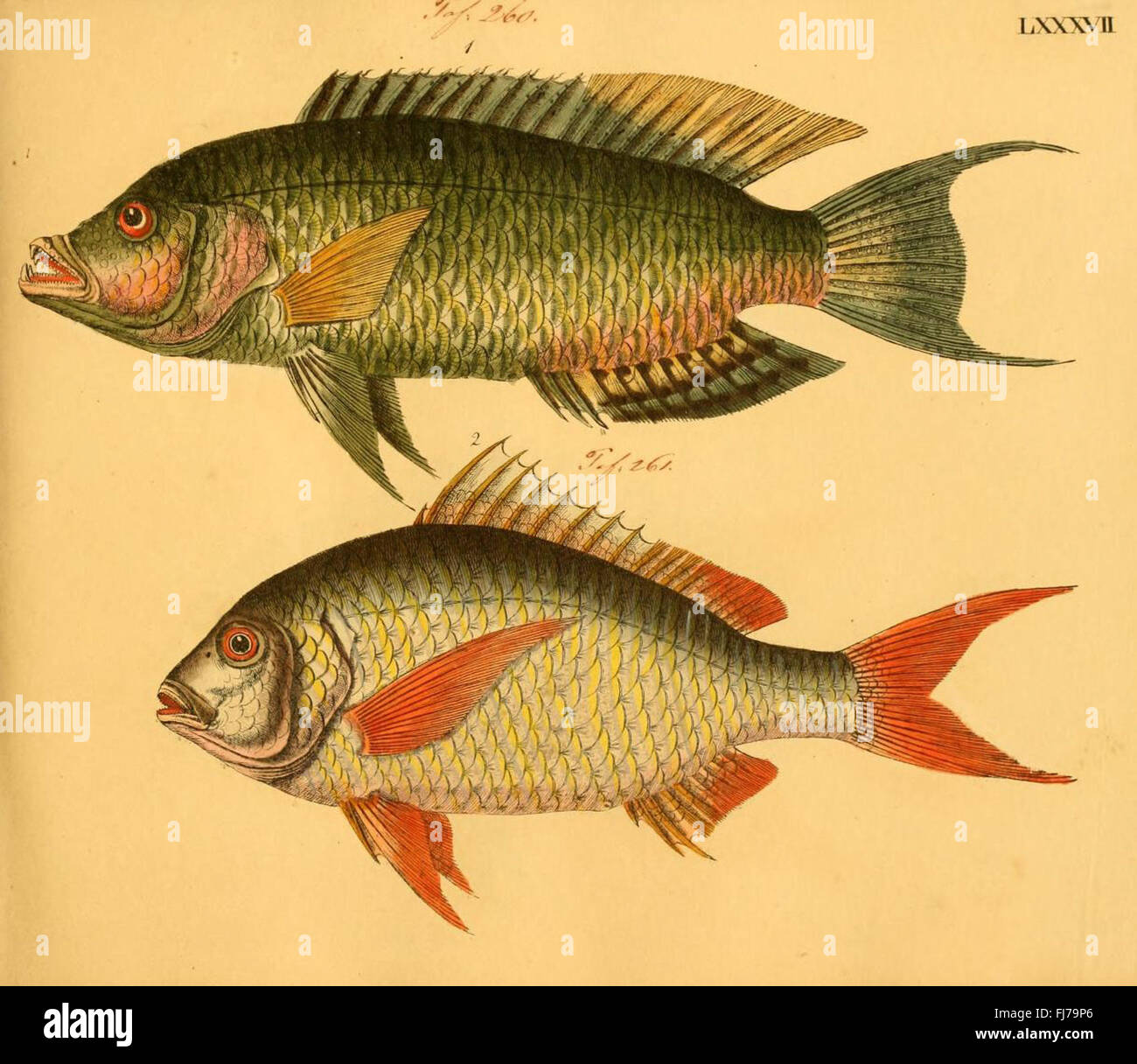 A comprehensive pictorial work on the natural history of fishes ...