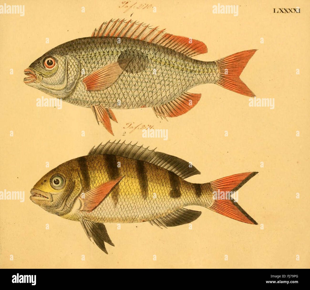 A work on the natural history of fishes, featuring illustrations and ...