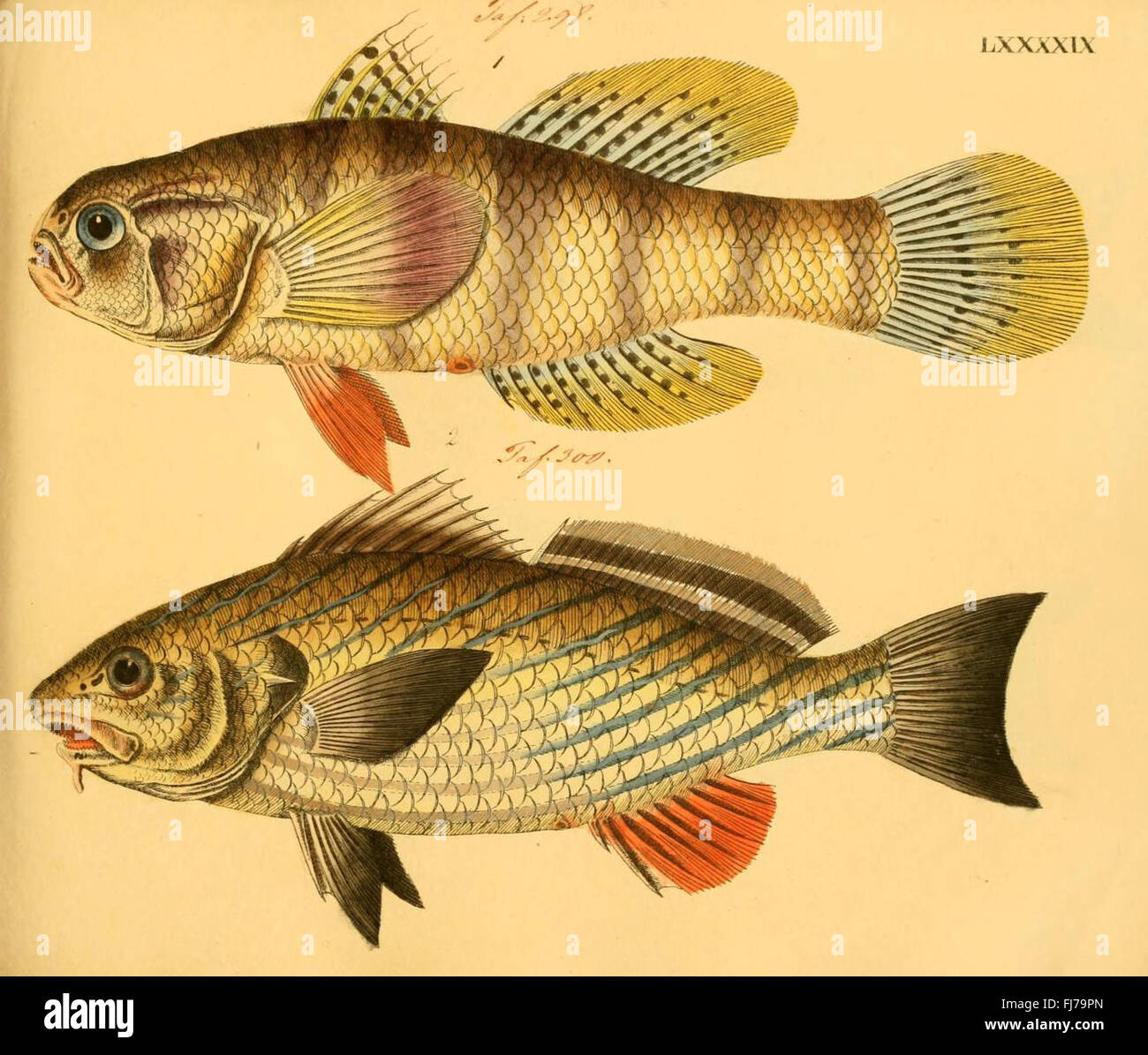 A visual and descriptive work on fish species, providing detailed ...
