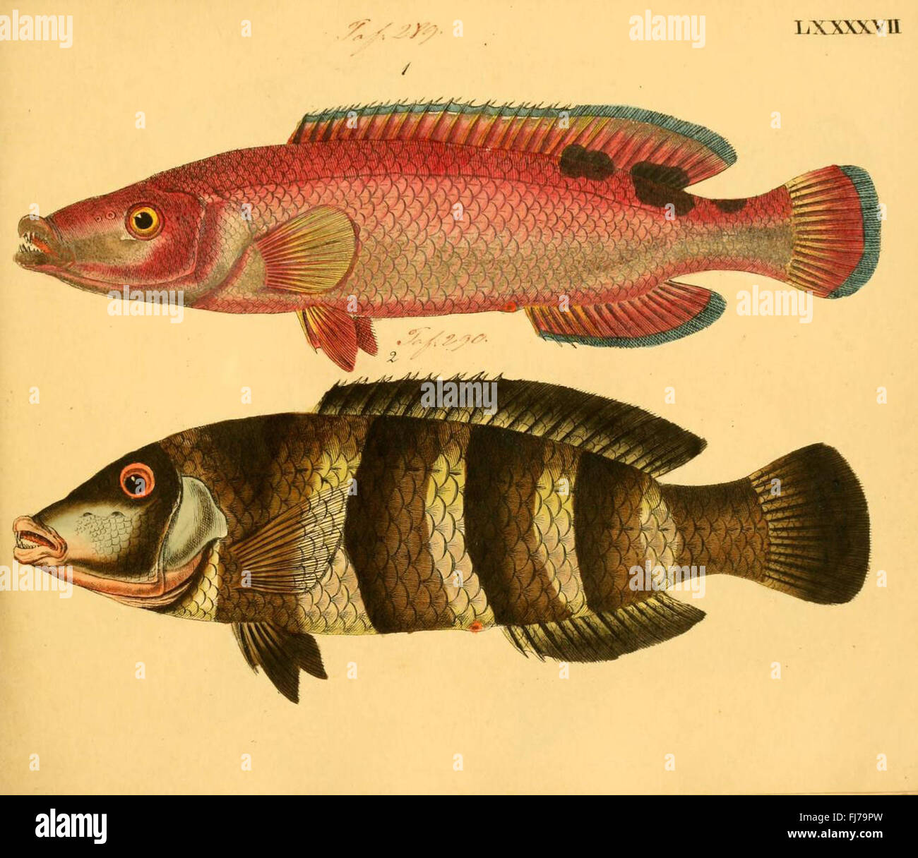 A zoological work with illustrations and explanatory text, focusing on ...
