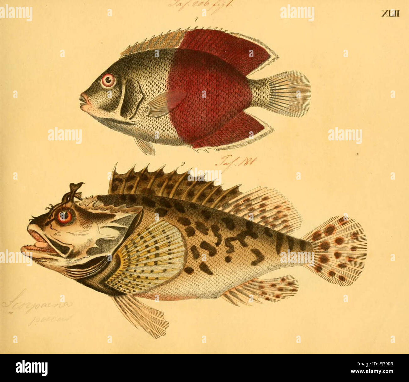 A German work on natural history, featuring illustrated plates and ...