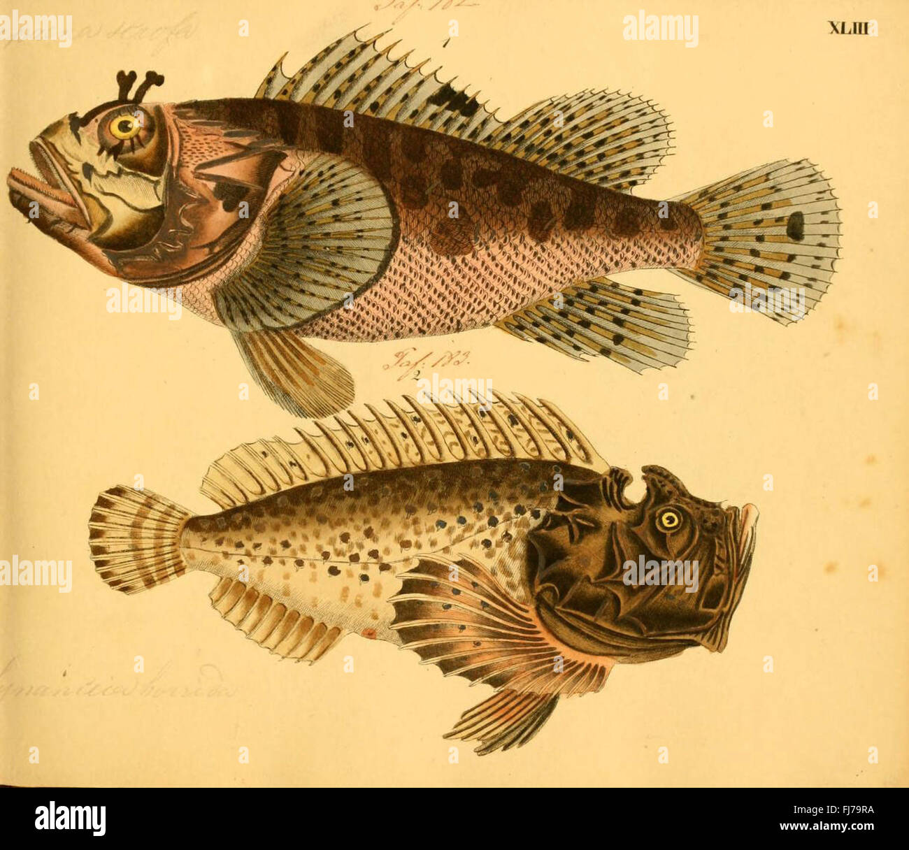An illustrated natural history of fish, featuring detailed ...