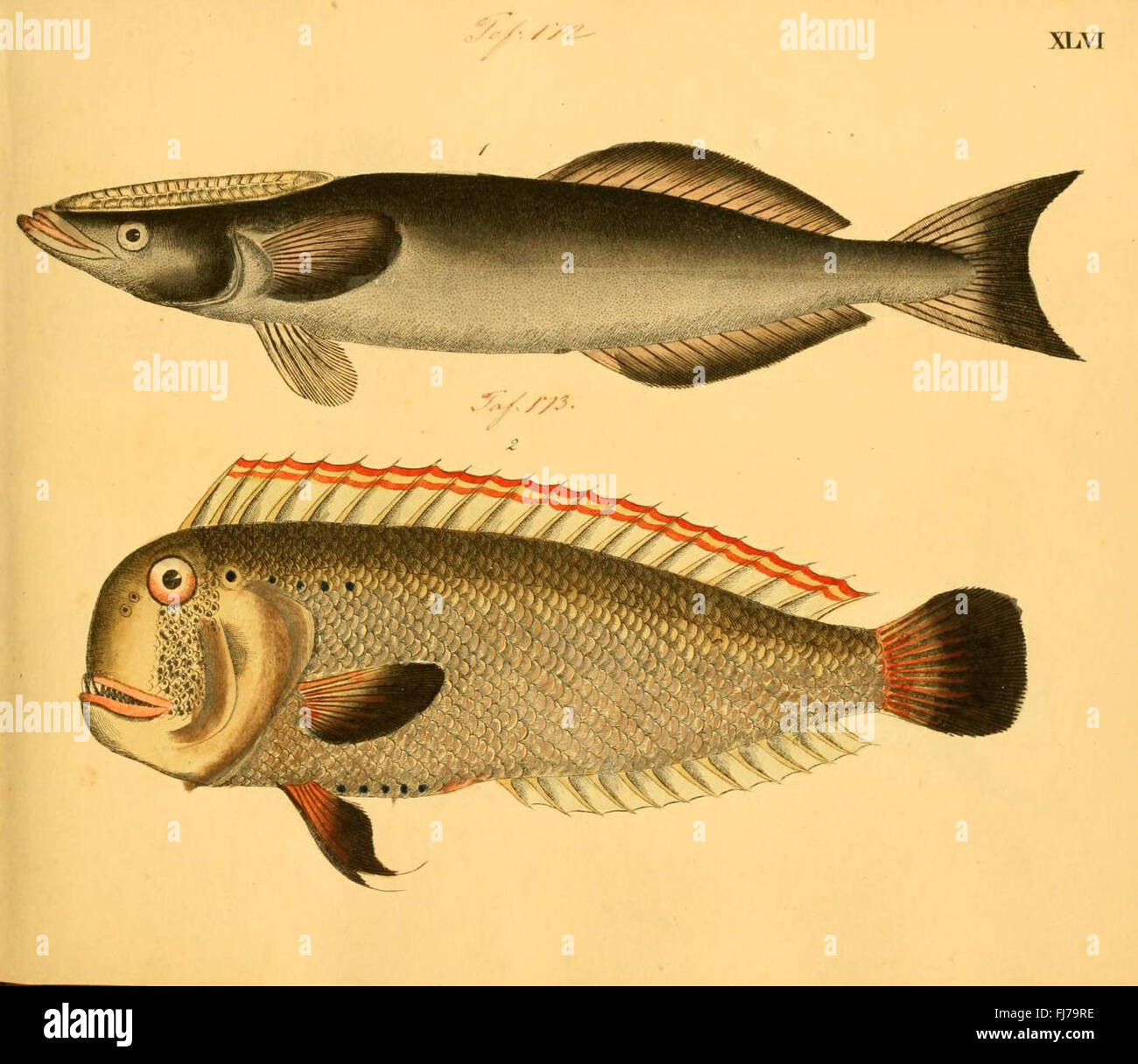 A pictorial work detailing the natural history of fishes, with ...