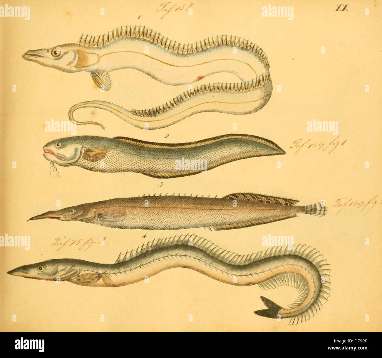 An illustrated natural history work focusing on fishes, providing ...