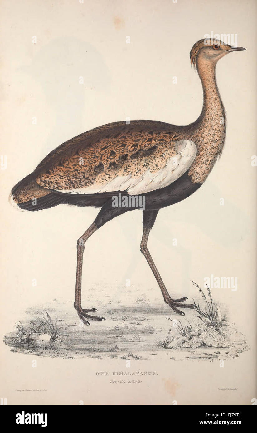 A century of birds from the Himalaya Mountains (TAB. LXXIV Stock Photo ...