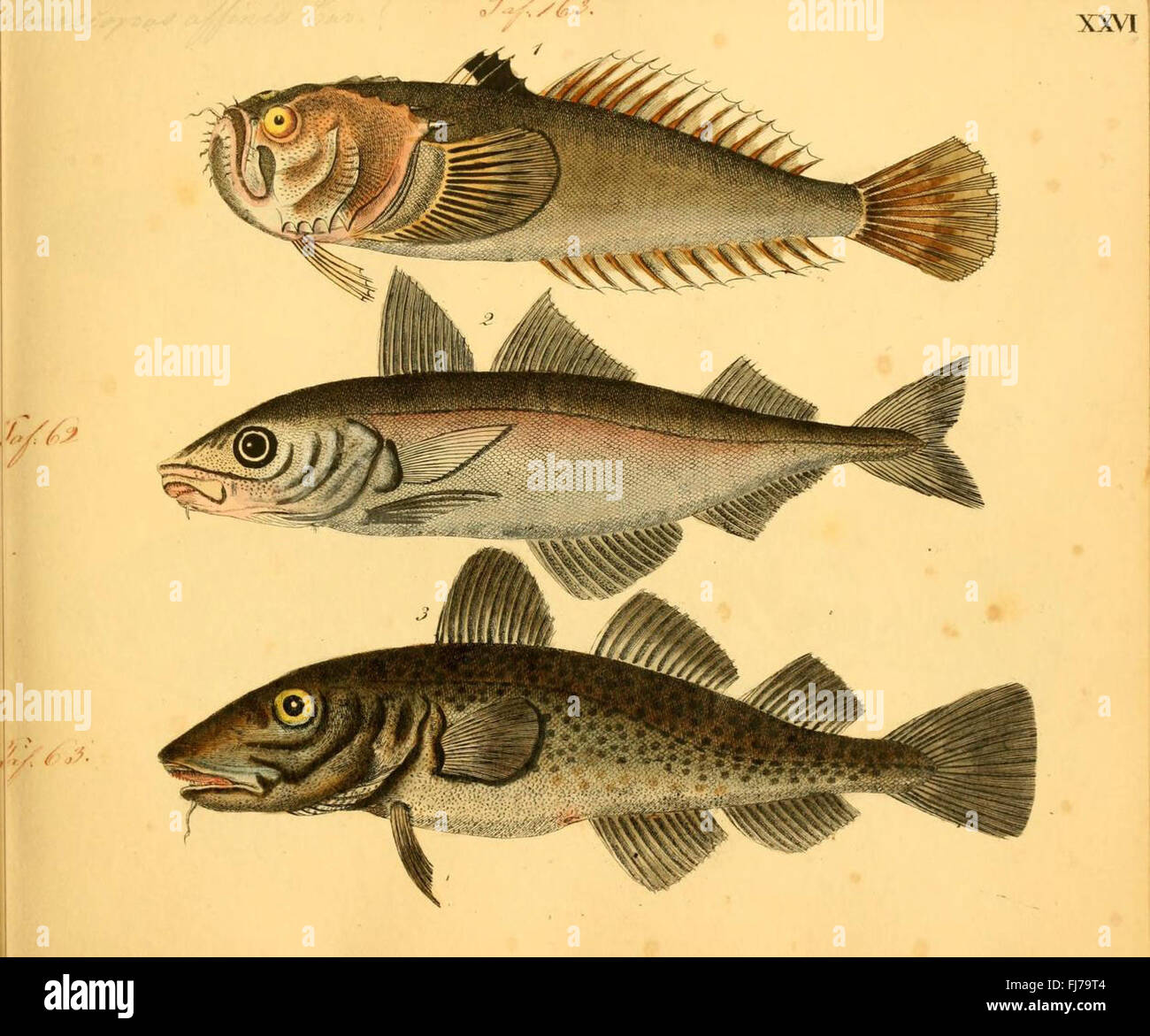 Natural history in pictures with explanatory text hi-res stock ...