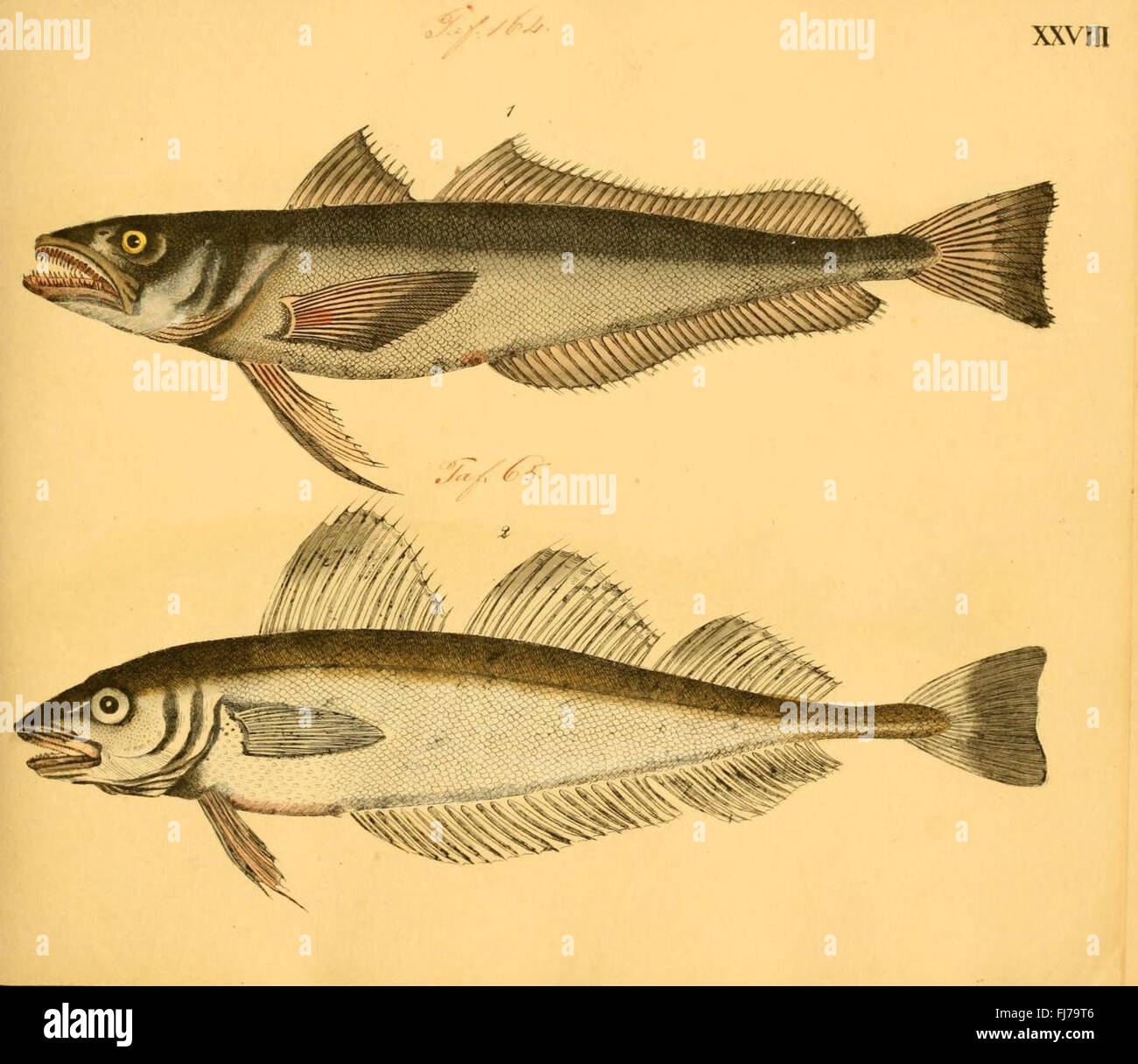 A historical work featuring illustrated fish species along with ...