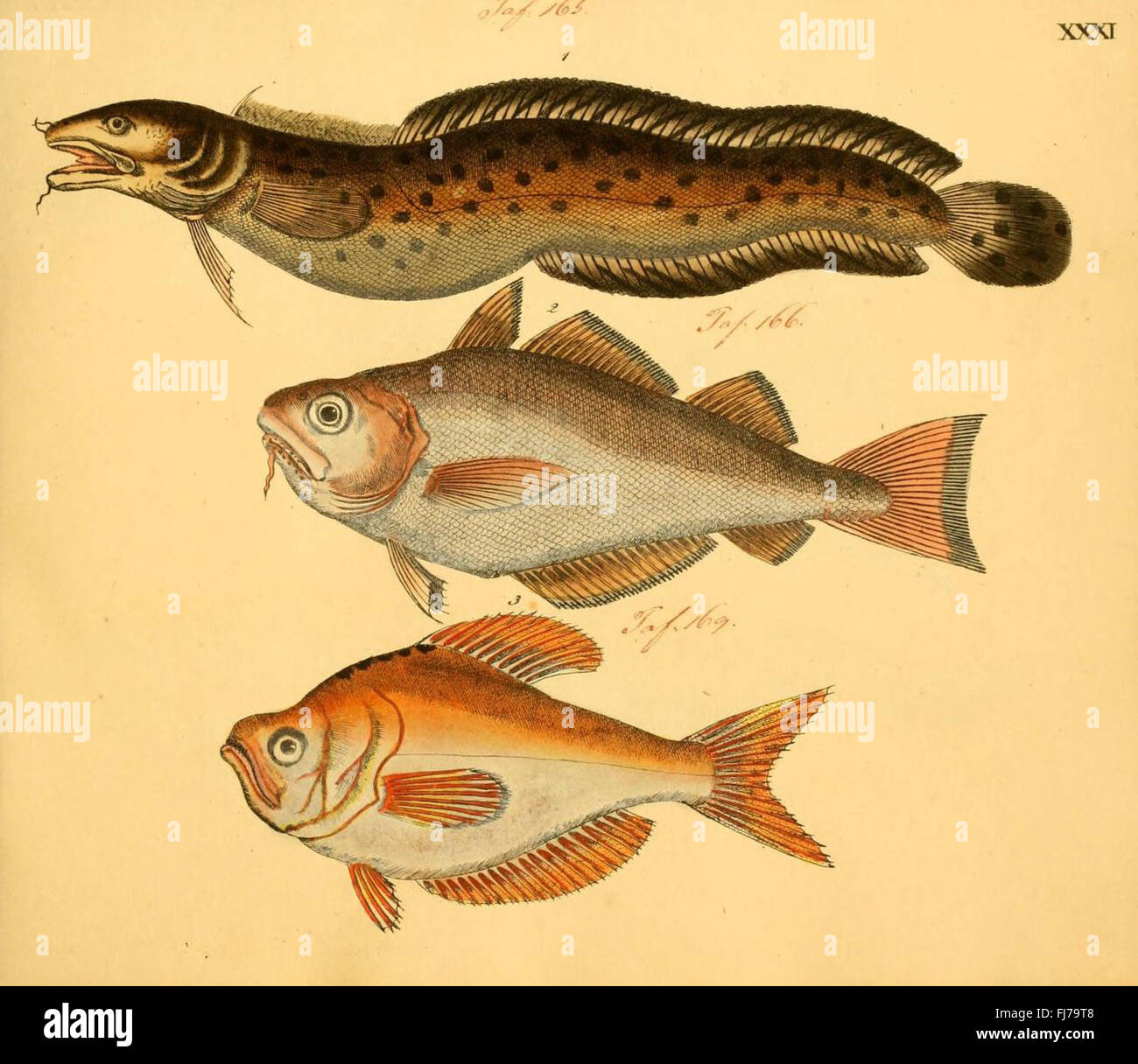 A German publication on the natural history of fish, featuring detailed ...
