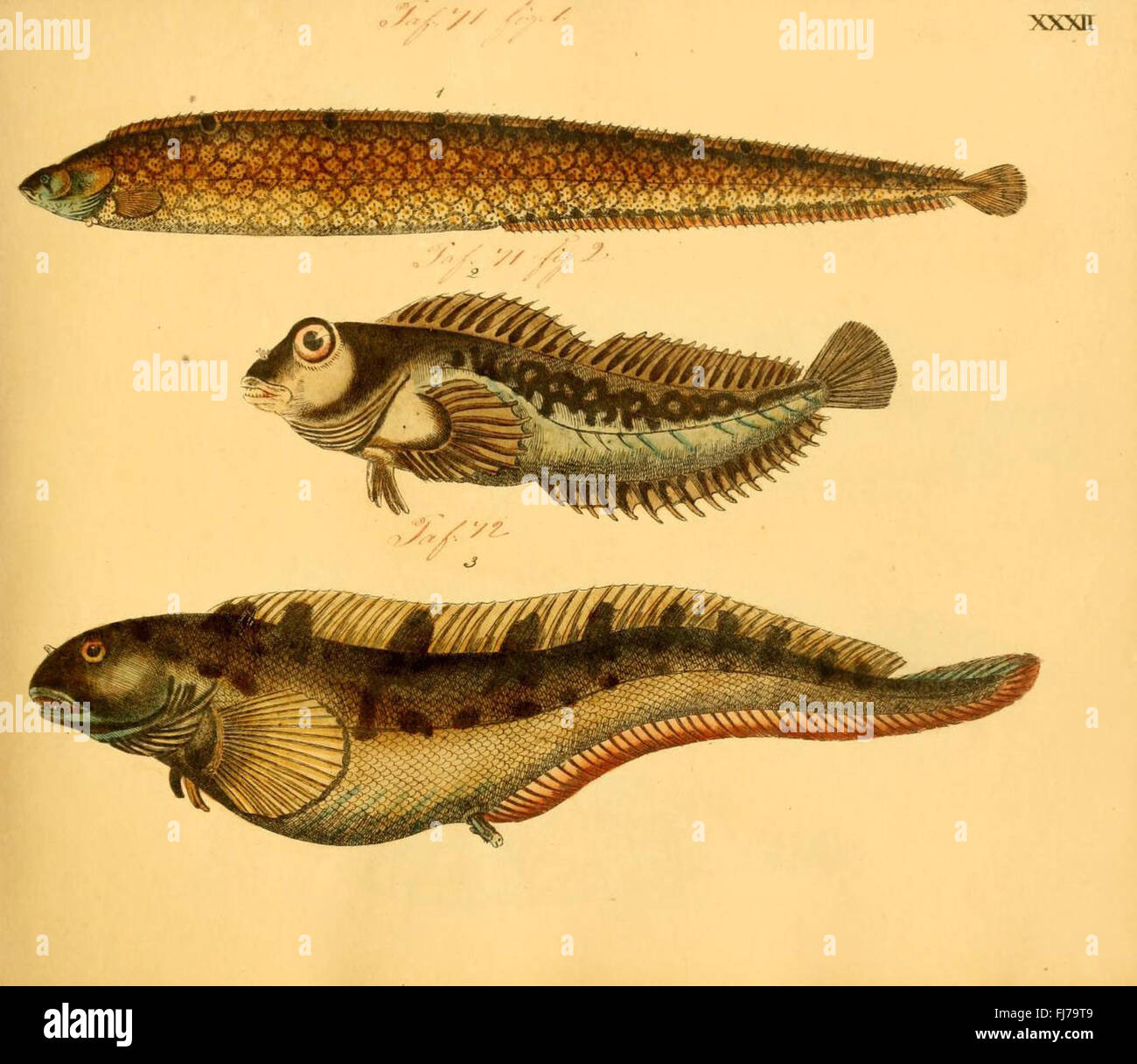An illustrated work featuring the natural history of fish, with ...