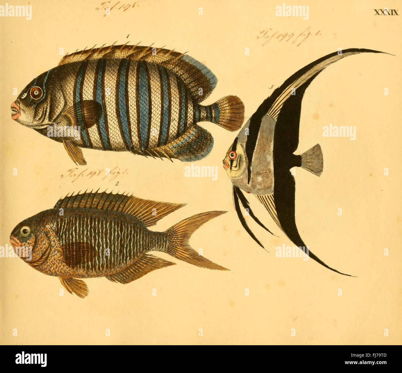 A work on the natural history of fishes, featuring illustrations with ...