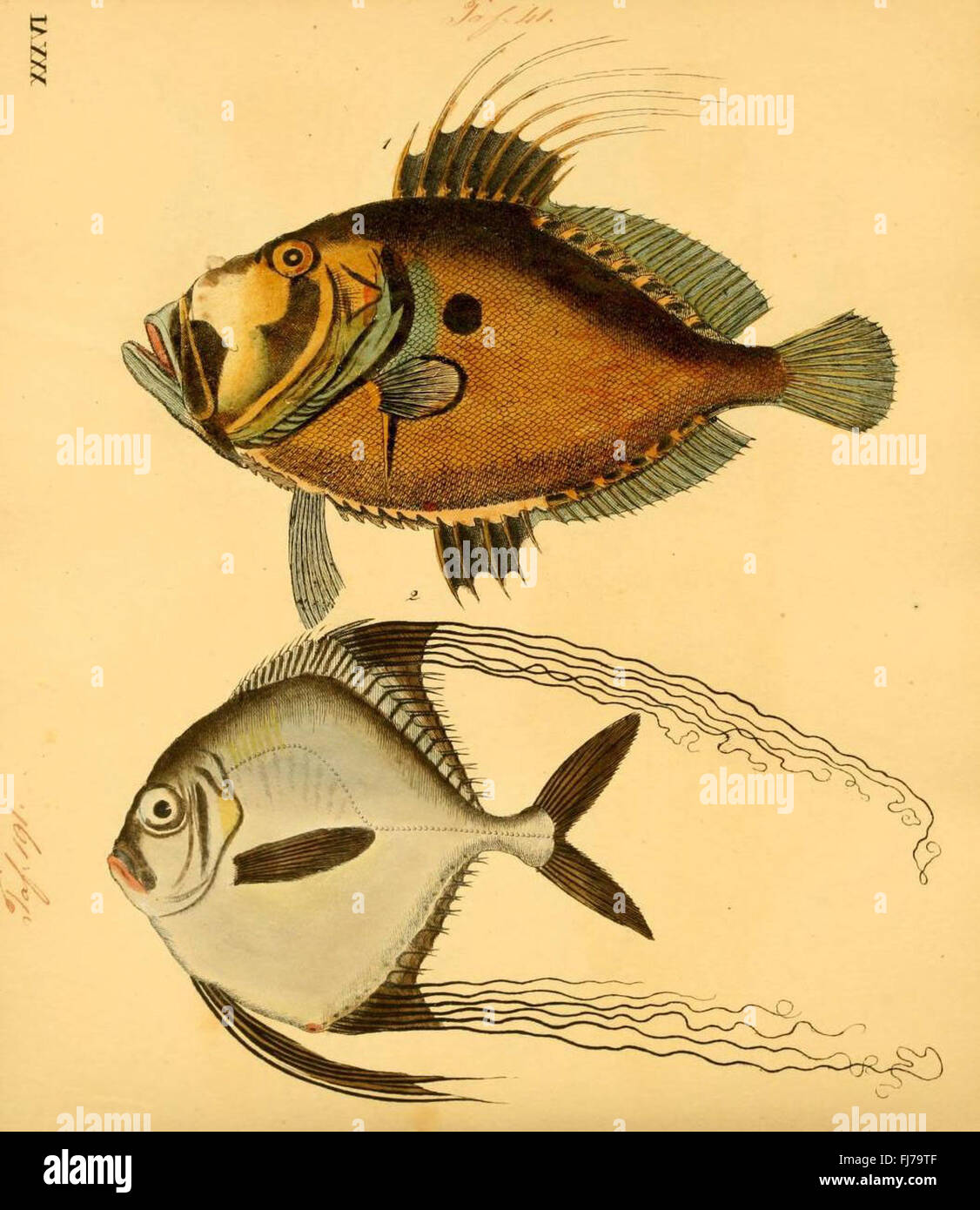 A pictorial work on the natural history of fish, complemented by ...