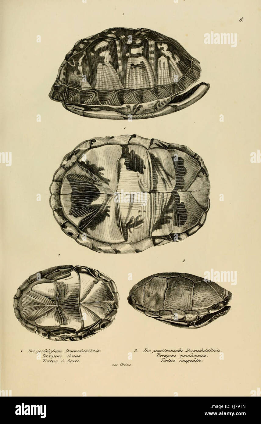 A detailed study of reptiles, with illustrations depicting various ...