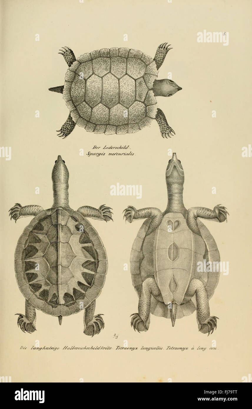 A work illustrating the natural history and features of reptiles ...