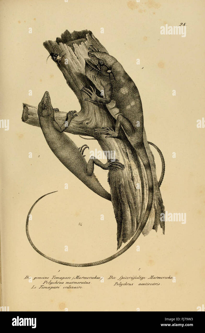 A pictorial work documenting the natural history and illustrations of ...