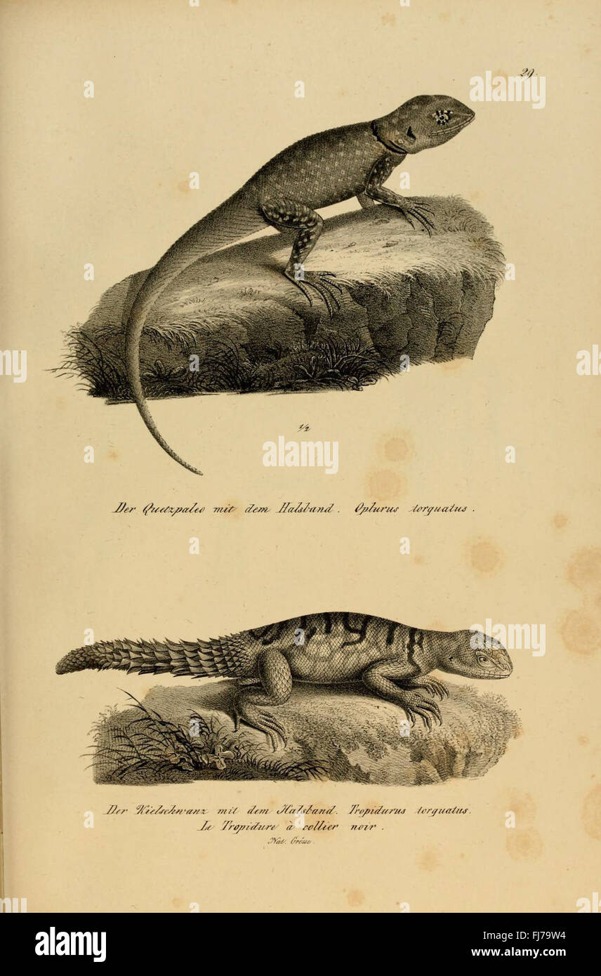 A detailed study on the natural history and illustration of reptiles ...