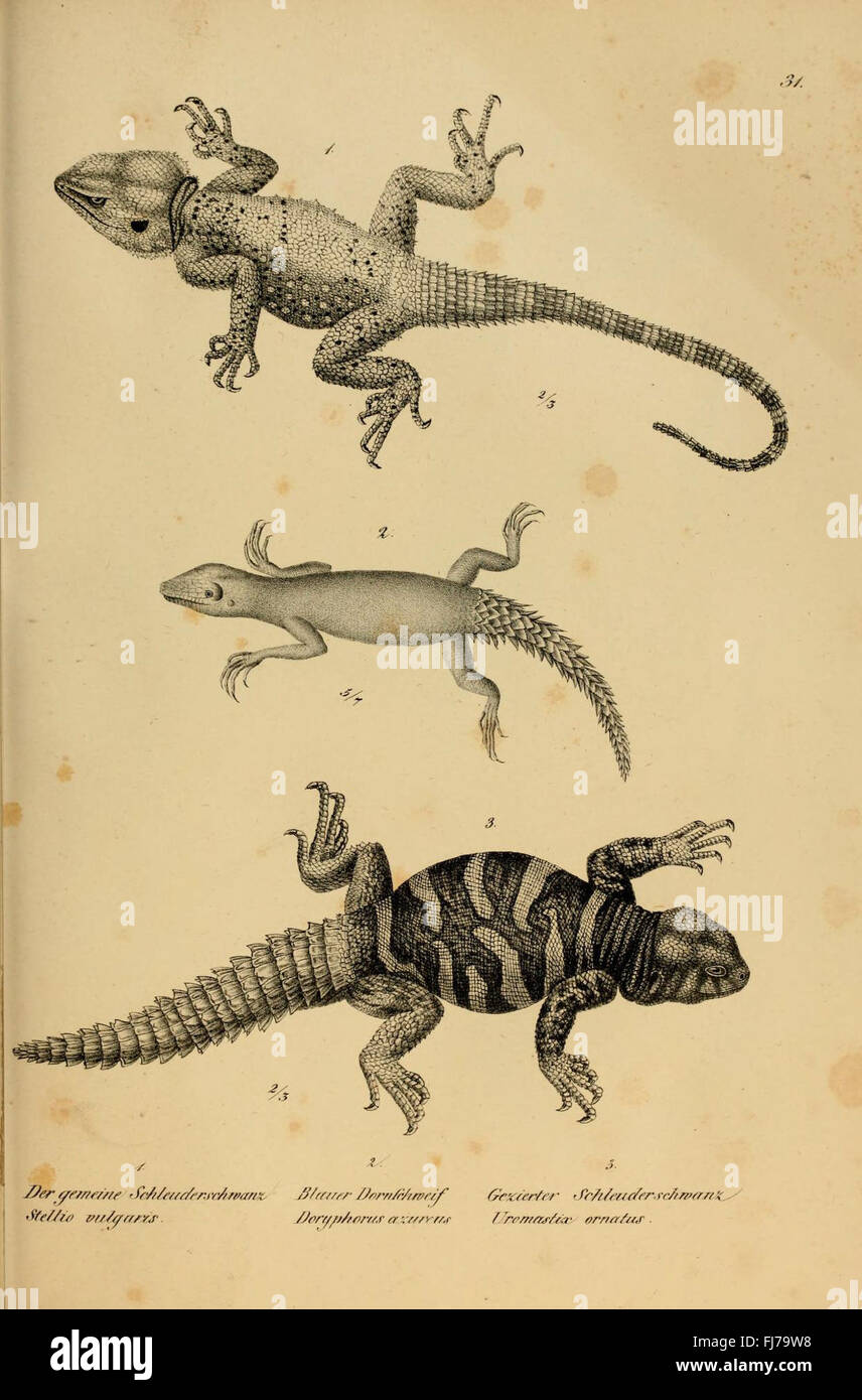 Illustrated work on the natural history and characteristics of reptiles ...