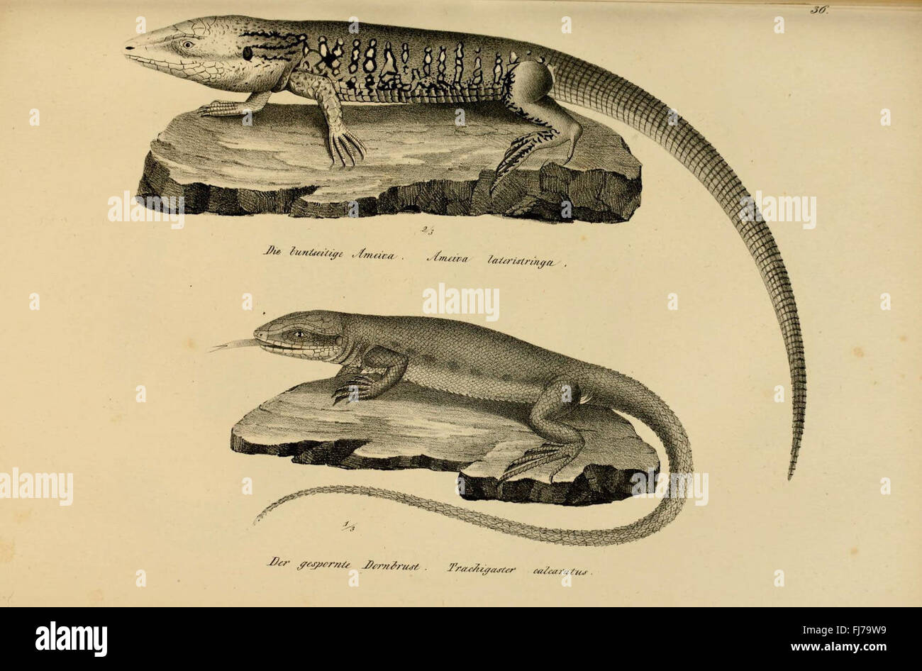 A natural history and illustration work dedicated to reptiles ...