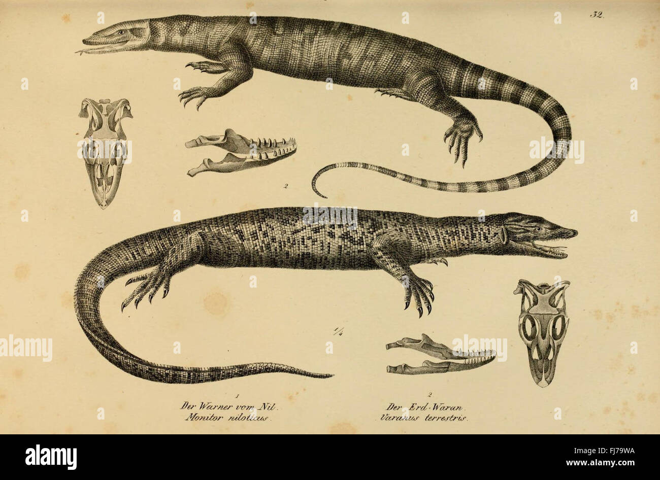 This collection of natural history illustrations and studies focuses on ...